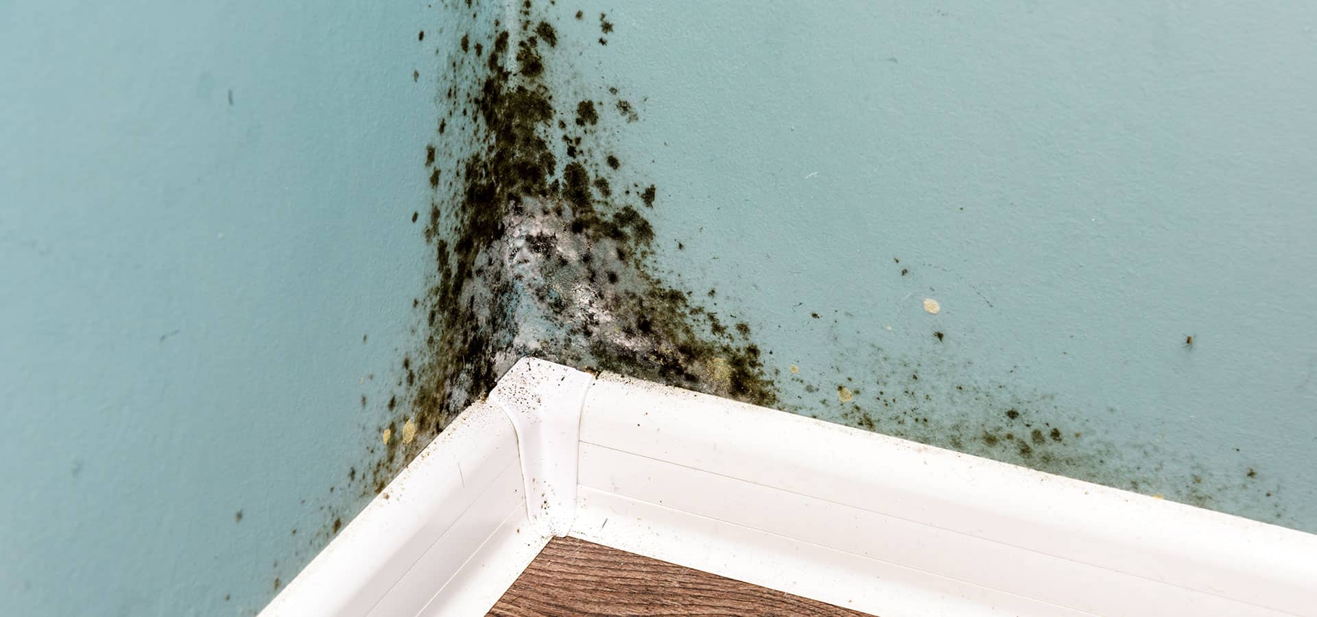 What to Do About Mold & Mold Damage | Fairman & Associates, Inc.